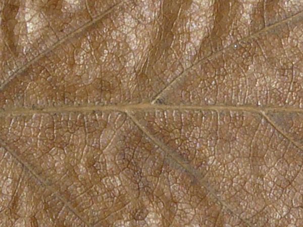 texture 0069 - Texturelib